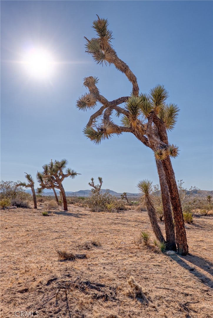107 Juniper Road, Joshua Tree, CA 92252 - MLS# JT25151077 - Coldwell Banker